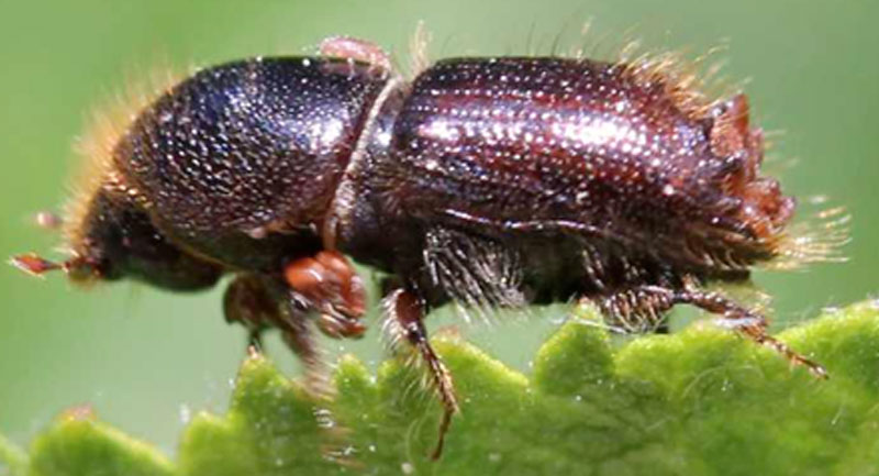 Attaque de scolytes - Mairie de Haute-Kontz